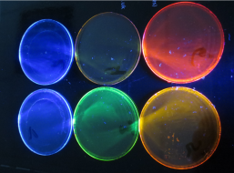 Fluorescent resist structures with photoresists – Techpoint 久理企業